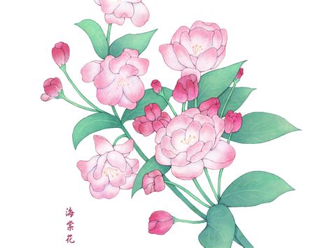 花卉植物练习——海棠花春风一叶舟 站酷zcool