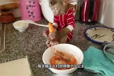 小猴子自己乖乖洗澡，场面太有趣了，镜头拍下有趣画面场面镜头画面