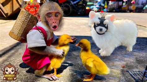 Smart Monkey YiYi Knows How To Rescue Ducklings And Take Care Of Them