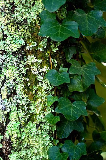 Texture Detail Of A Tree Backdrop Log Tree Photo Background And Picture