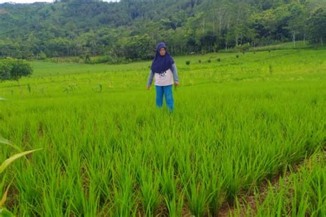 Asal Penuhi Syarat Ini Petani Dapat Pupuk Gratis Dari Kementan PONTAS ID