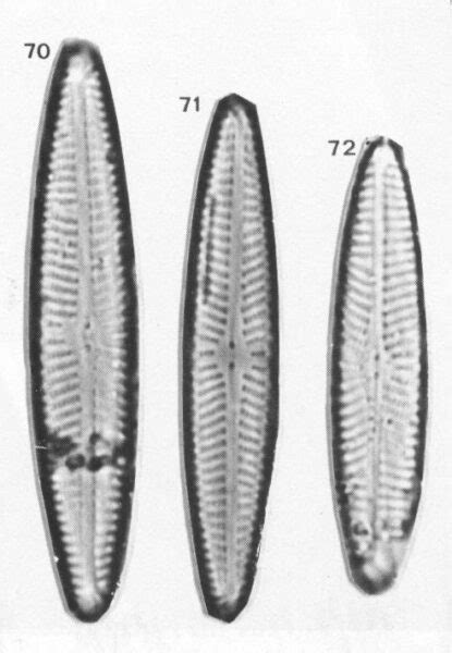 Navicula Eidrigiana Species Diatoms Of North America