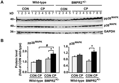 Pp38 MAPK Signaling Increased In BMPR2 2 Mice After CP Induction A