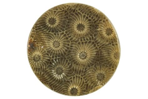 105 Polished Fossil Rugose Coral Round Cabochon Morocco 259816