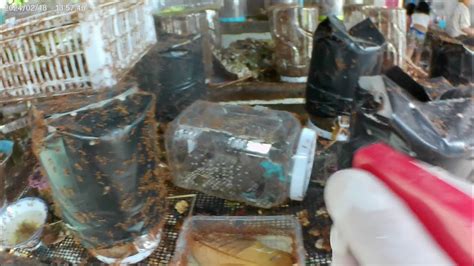 ปล่อยเป้งและมดจากรังที่มีไข่ใหญ่ลงรังเทียม คลิป 3 มดแดงรังเทียม เลี้ยงมดแดงรังเทียม Youtube