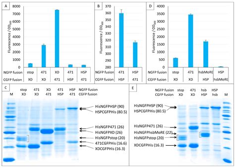 Split Gfp Reassembly Assay Strengths And Caveats From A Multiparametric Analysis