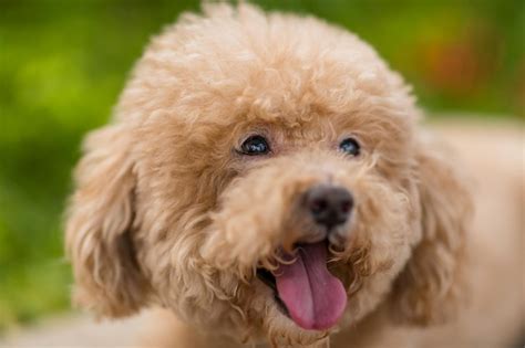 Premium Photo Cute Dog Poodle