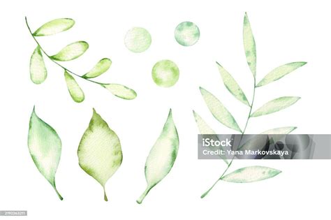 녹색 나뭇가지와 나뭇잎으로 설정된 수채화 디자인과 장식을 위한 그림의 손으로 그린 세트 봄 녹지 가지와 나뭇잎 수채화 질감 개체 그룹에 대한 스톡 벡터 아트 및 기타 이미지