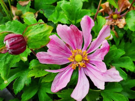 Anemone Hybride Pretty Lady Emily Pbr Kwekerij De Boever