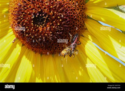 Bee Assassin Bug Feeding On A Honeybee At The Payson Community Garden