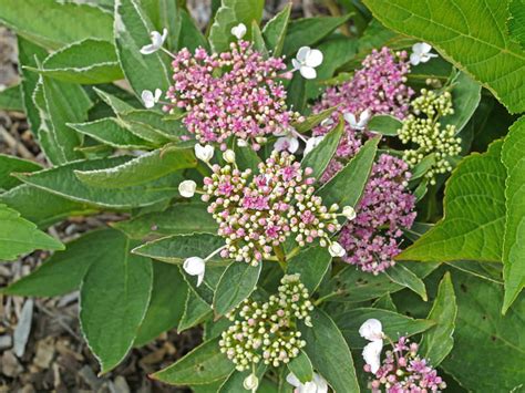 Macrophylla ‘maculata Hydrangea Derby