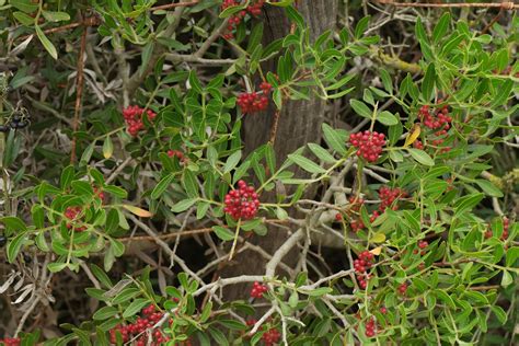 Pistacia Lentiscus