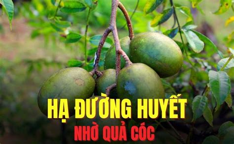Hạ đường Huyết Hiệu Quả Nhờ Loại Quả đặc Sản