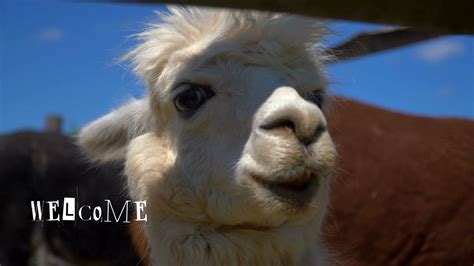 Drunkn Llama Llama Inspired Graphic Tees Graphic Tees Graphic