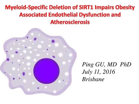 Myeloid Specific Deletion Of Sirt1 Impairs Obesity Associated