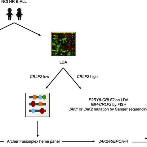 Ph Like All Diagnostic Algorithm Used By The Aieop Bfm Consortium Cgh Download Scientific