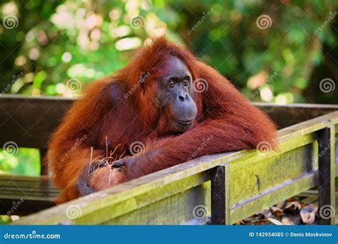 Orangut N De Bornean En El Centro De Rehabilitaci N De La Reserva Y De