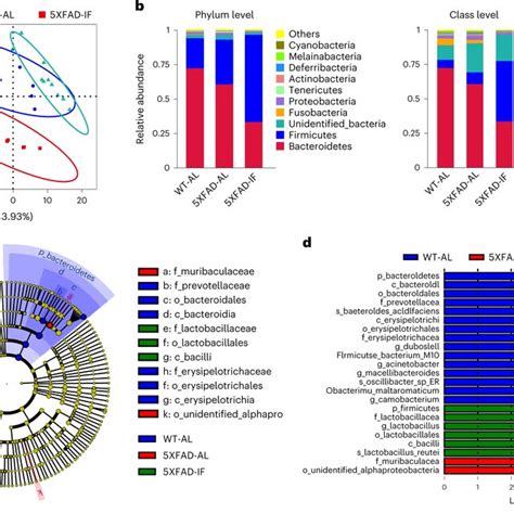 If Improves Cognitive Declines In 5xfad Mice A Schematic Diagram