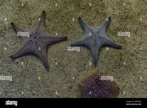 Starfish Underwater On The Sandy Ocean Floor Stock Photo Alamy
