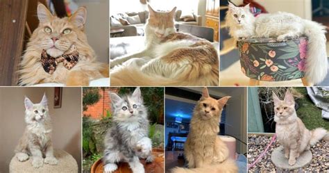 27 Beautiful Cream Maine Coon Cats Youll Adore