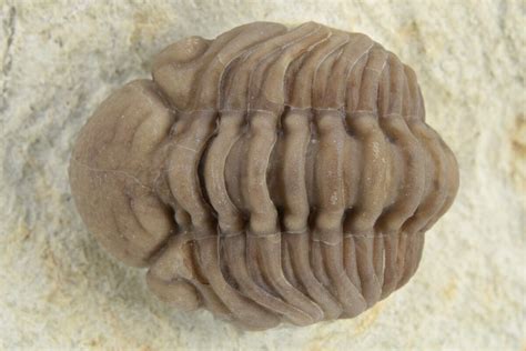 8 Enrolled Paciphacops Trilobite Black Cat Mountain Oklahoma