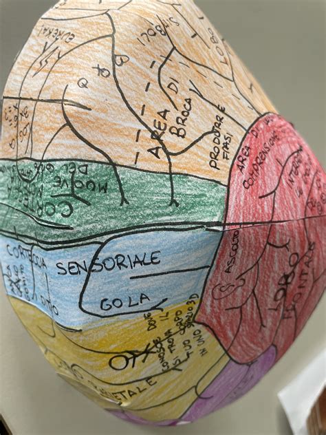I Lobi Del Cervello E Le Loro Funzioni Blog Di Maestra Mile