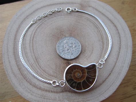 Ammonite Fossil Fibonacci Size 6 5 Extender To 7 0 Inches