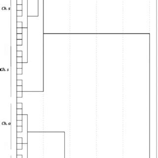 Dendrogram Derived From Cluster Analysis For Morphological Variables Of
