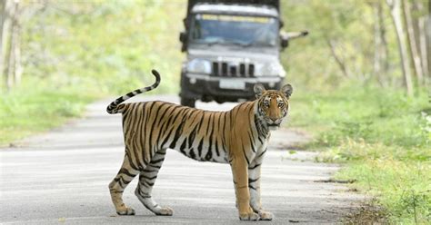 Tigers Body Found Buried In Mp Days After Another Was Killed As Man