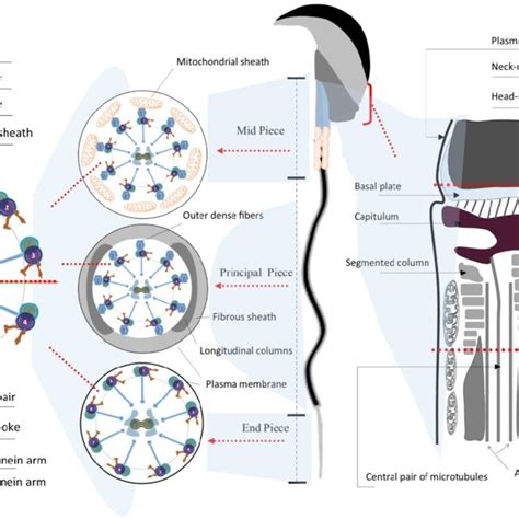 Pdf Towards Post Meiotic Sperm Production Genetic Insight Into Human