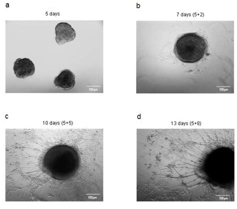 Time Course Morphological Observation Of Ksr Derived Ebs Download Scientific Diagram
