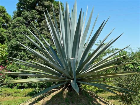 What Is Agave Sweetener Is Agave Better Than Sugar Or Honey