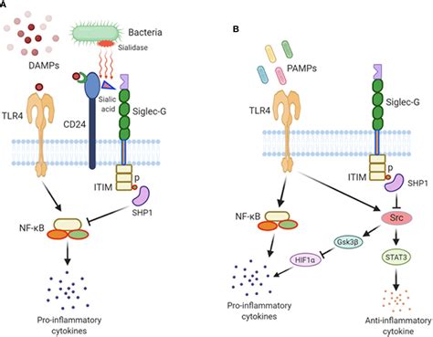 The Roles Of Siglec7 And Siglec9 On Natural Killer Cells In 44 Off