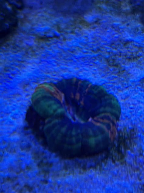Scoly Coral Help R Reeftank