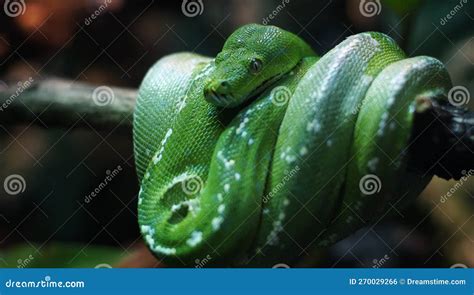 Green Python On A Tree Stock Photo Image Of Lizard