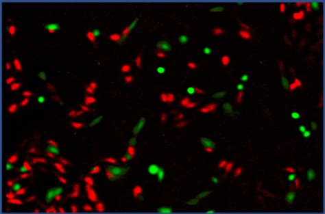 Lux Live Cell Analysis Platform Labor İldam