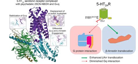 Crystal Structure Of Lsd And 5 Ht2ar Part 2 Binding Details And Future