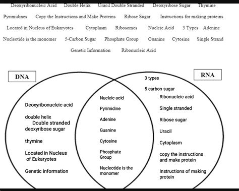 Rna Vs Dna Venn Diagram Dna Vs Rna