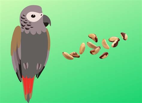 Can African Grey Parrot Eat Brazil Nuts Find Out Imparrot