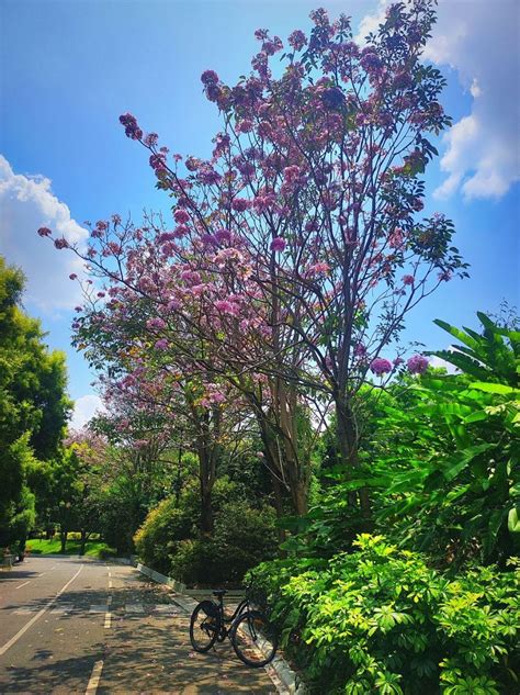 Kodavatikanti Bhanu Prakash On Linkedin Infosys Bangalorecity Pink
