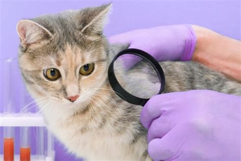 Cat Lice Vs Fleas Vet Reviewed Key Differences Catster