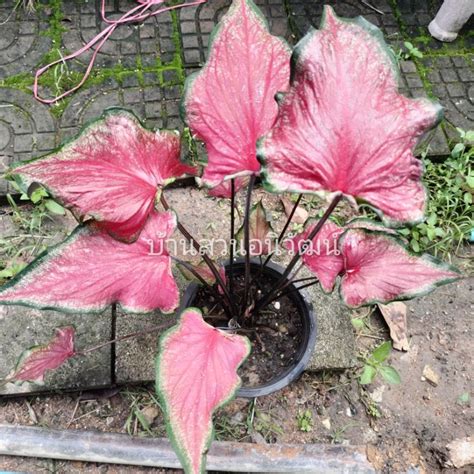 บอนสีปลาบู่ เลือกต้นได้ Bansonaniwat Thaipick