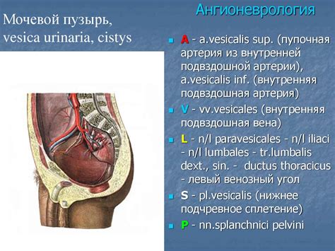 Ангионеврология. Кровоснабжение, лимфоотток и иннервация стенок и ...