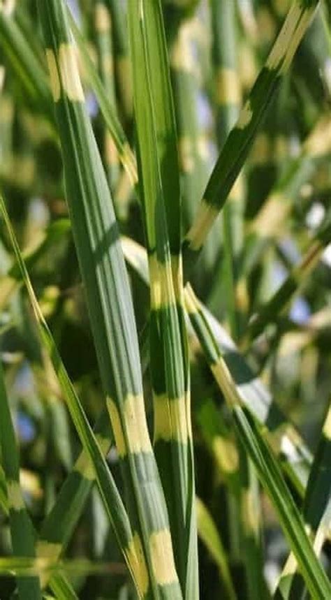 Porcupine Grass Miscanthus Sinensis Strictus Quart Plant Free