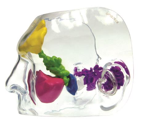 Gpi Anatomicals® Clear Sinus Model Human Biology Models