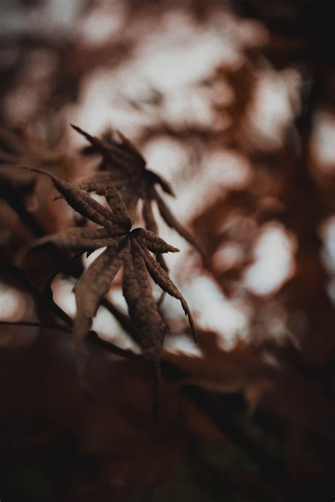Images Gratuites Arbre La Nature Branche La Photographie Feuille