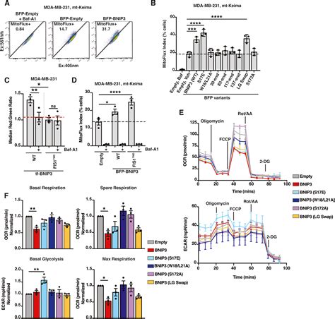 The Er Membrane Protein Complex Restricts Mitophagy By Controlling
