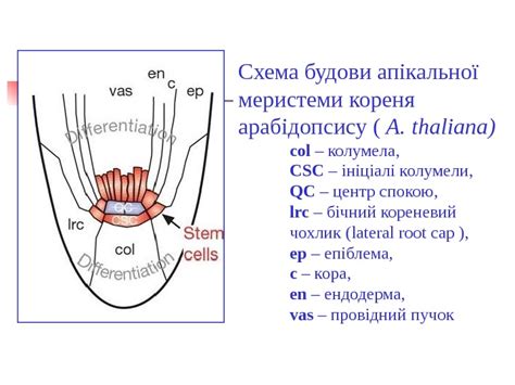 АНАТОМІЧНА БУДОВА КОРЕНЯ ФУНКЦІЇ КОРЕНЯ