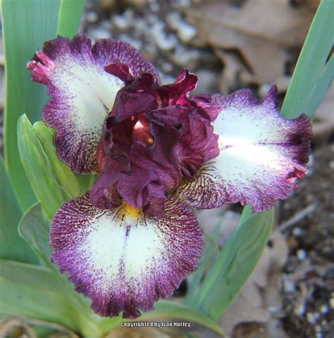 Intermediate Bearded Iris Iris Deep Conviction In The Irises Database Garden Org