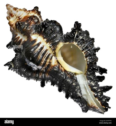 Murex Cut Out Stock Images And Pictures Alamy